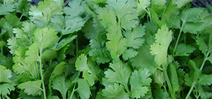 Coriander Crop Cultivation Guide | Coriander Cultivation | IndiaAgroNet
